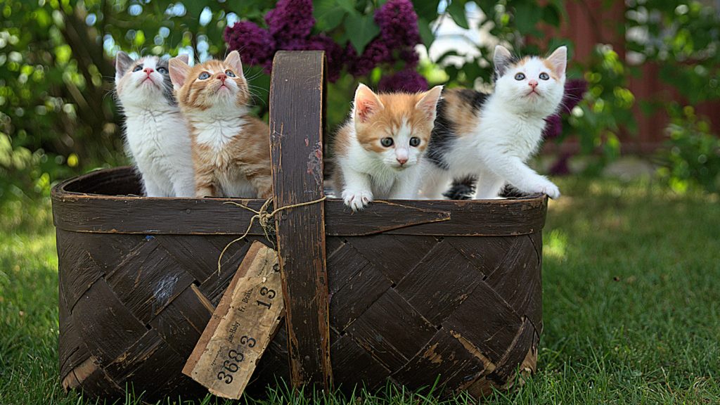 Vrste mačaka: Top 13 najposebnijih i najzanimljivijih