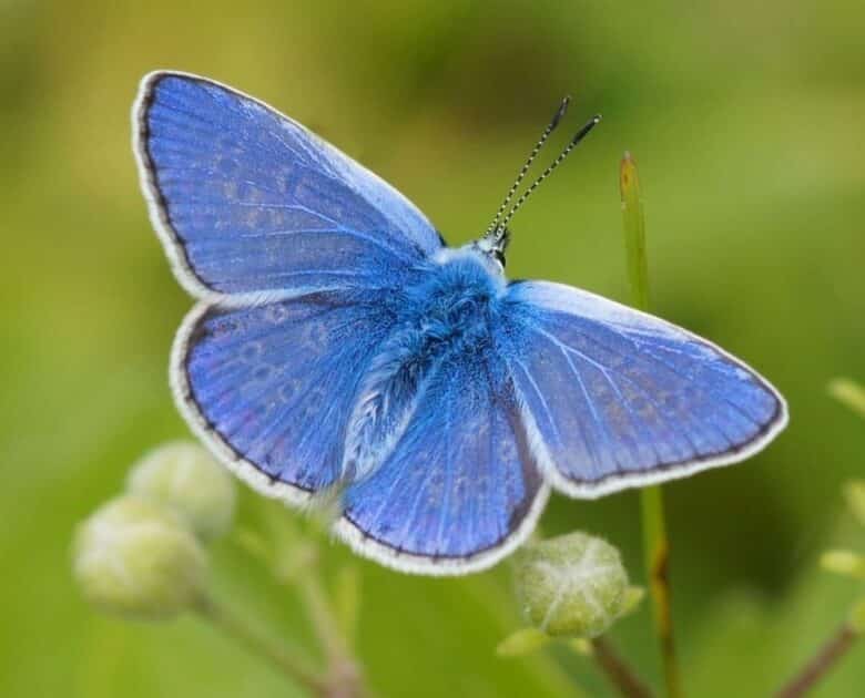 Zanimljivosti o leptirima: 8 vrsta koje morate upoznati
